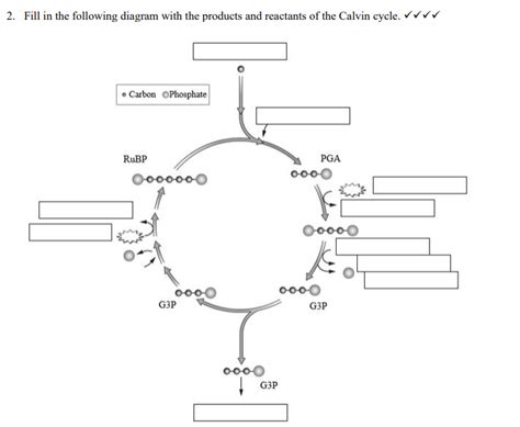 Solved Fill In The Following Diagram With The Products And Chegg