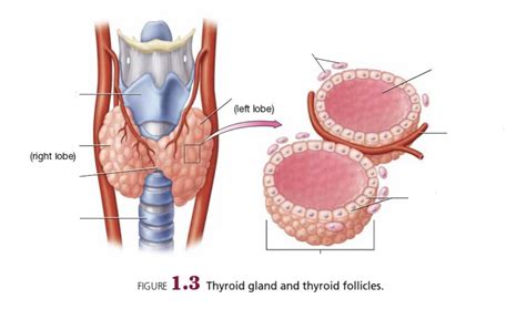 Thyroid Gland And Thyroid Follicles Diagram Quizlet