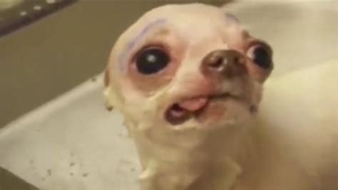 Dog Meme With Tongue Out