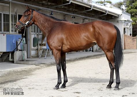 【安田記念】アーモンドアイの評価は！？元大手牧場スタッフの馬体診断トップ3 馬体focus 競馬ラボ
