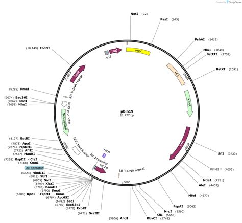 Pbin19 Sequence And Map