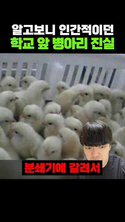 알고보니 섬뜩한 학교 앞 병아리 판매 Youtube