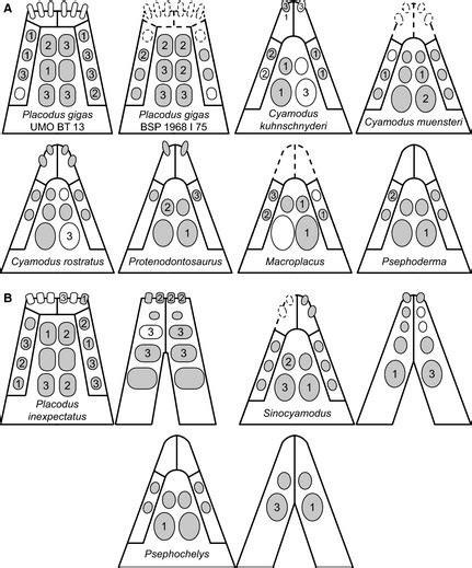 Simplified Reconstructions Of Placodont Skulls And Mandibles Showing