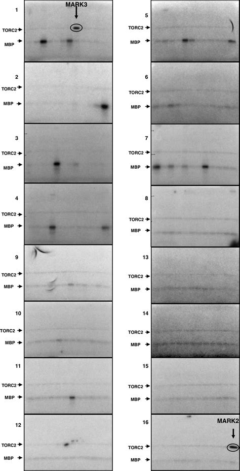Identification Of Kinase Substrate Pairs Using High Throughput Screening