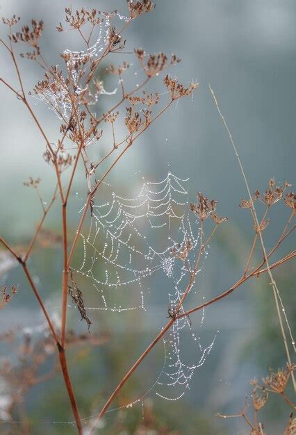 Premium Photo Close Up Of Wet Spider Web On Plant