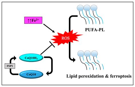 Pathophysiology Free Full Text The Emerging Role Of Heat Shock