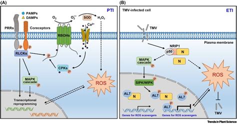 A Novel Module Regulating Ros In Nlr Mediated Immunity Trends In Plant