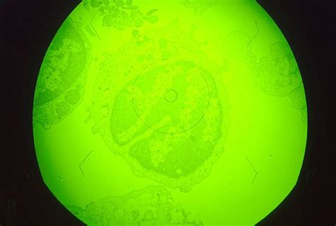 Quince Virus Que Han Cambiado La Historia De La Humanidad — Cuaderno De