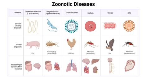 Zoonotic Diseases Classification Causes Prevention Control