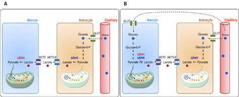 Evolution Of Astrocyte Neuron Lactate Shuttle Anls Hypothesis A Download Scientific