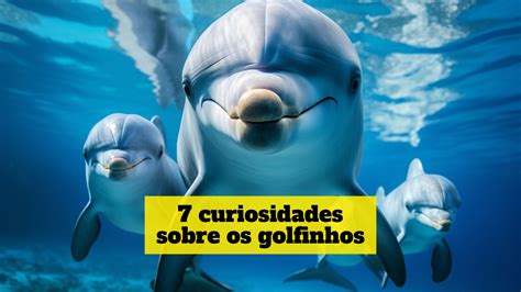 Curiosidades Sobre Os Golfinhos Curiosidades Incríveis