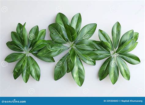 Schefflera Leaf Tropical Leaves Stock Illustration 248051260