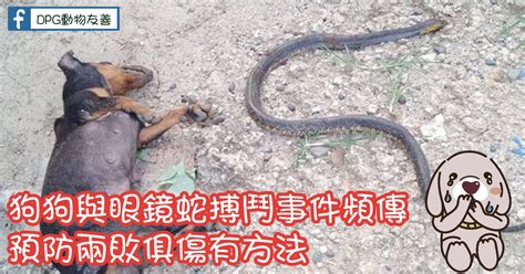 狗狗與眼鏡蛇搏鬥事件頻傳 預防兩敗俱傷有方法 動物友善網