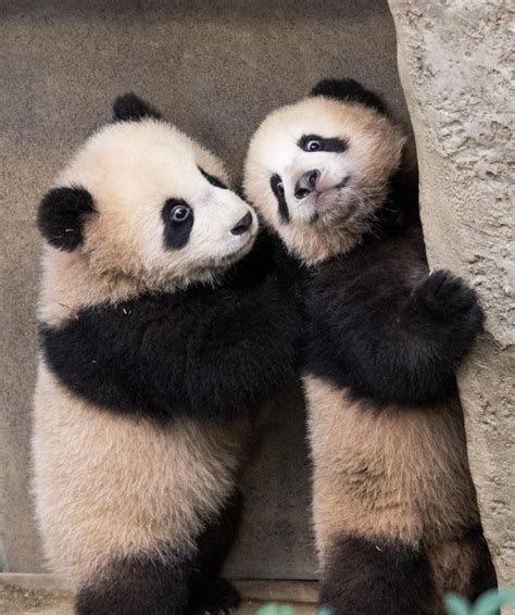 훌쩍 큰 핑크 꼬물이들···쌍둥이 판다 내일 데뷔 영상 노컷뉴스