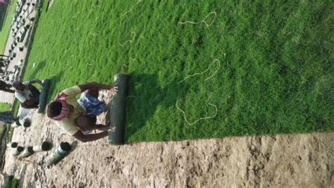 Green Natural Selection Number One Grass For Garden 6 Feet At Rs 5sq
