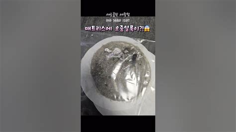 매트리스 침대청소는 이렇게 하세요 오줌얼룩제거 좀벌레제거 집먼지진드기제거 Youtube