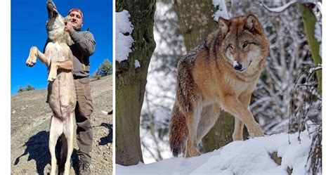 Гръмнаха вълчица гигант в Родопите