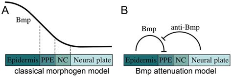 Models For The Role Of Bmp In Preplacodal Specification A Classical Download Scientific