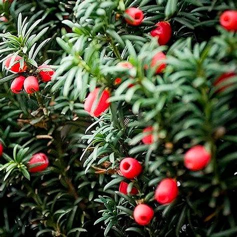 Yew Plant Varieties