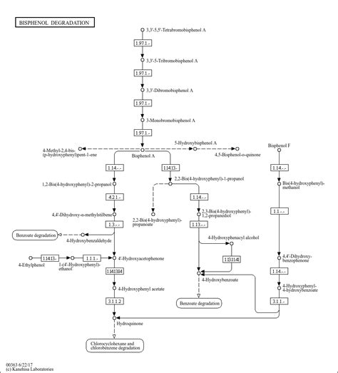 Kegg Pathway Bisphenol Degradation Reference Pathway