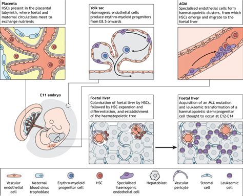 Haematopoietic Niches In The Developing Embryo At E11 Placenta Hscs