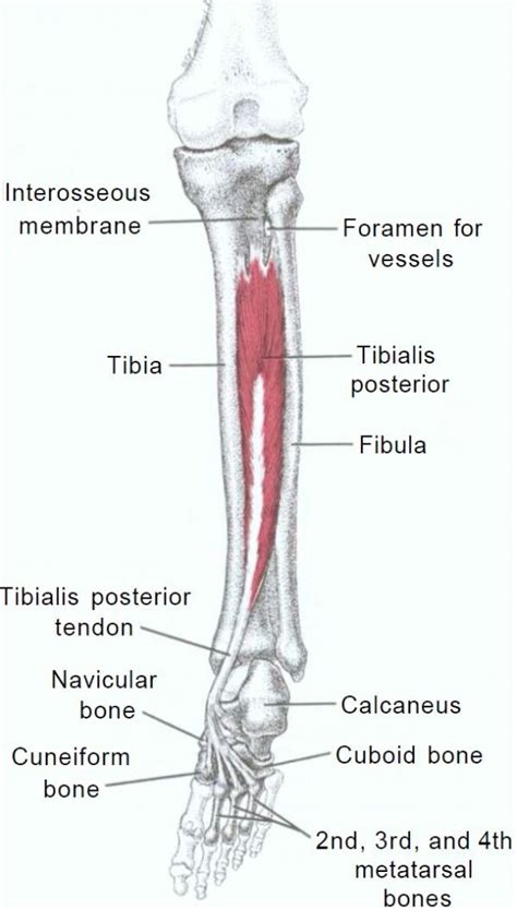 Tibialis Posterior Muscle Geelong Myotherapy And Wellness Centre