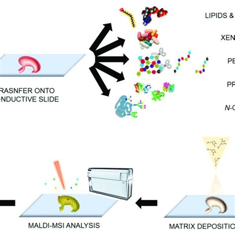 A Schematic Overview Of The Msi Data Elaboration Workflow A Data