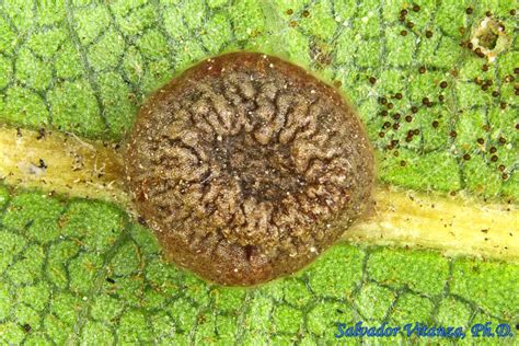 Hymenoptera Cynipidae Gall Wasps D Urban Programs El Paso County