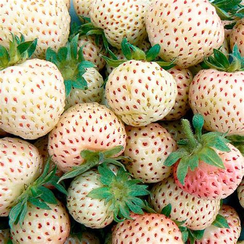Buy Strawberry Anablanca Snow White Organic Gardening Catalogue