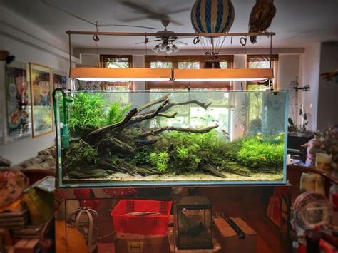 Freshwater Aquarium Setup