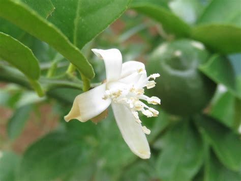 レモンとミント アタマの中は花畑