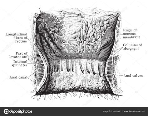 Rectum Drawing