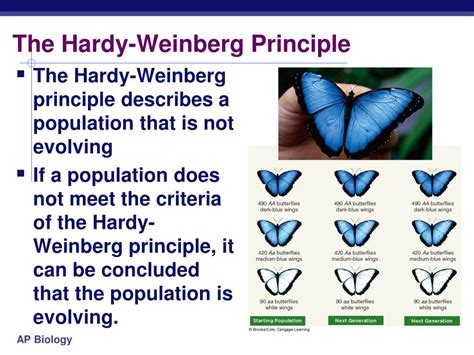 Ppt Measuring Evolution Of Populations Hardy Weinberg Powerpoint