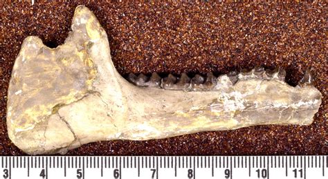 Grasses And The Evolution Of Grazing Mammals Earthhome Evolution