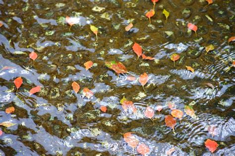 たんぽぽ フーザンボー湘光のブログ