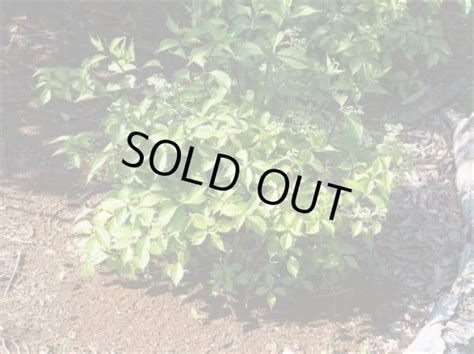 Cm Web Garden