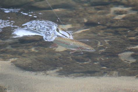 Fishing — Watauga River Lodge