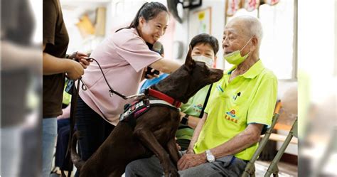 浪浪變身1／流浪犬進「職訓中心」成心輔犬 不會說話卻能療癒特殊族群 社會 Ctwant