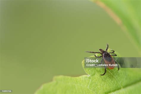흐릿한 자연 배경을 가진 녹색 잎에서 기다리는 기생 사슴 진드기 익소데스 리시누스 또는 견갑골 진드기에 대한 스톡 사진 및 기타