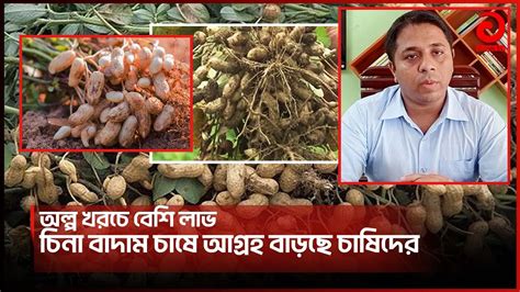 অল্প খরচে বেশি লাভ চিনা বাদাম চাষে আগ্রহ বাড়ছে চাষিদের Asian News
