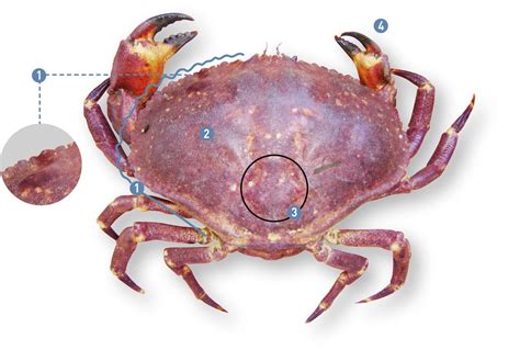 Metacarcinus Edwardsii Recursos Hidrobiológicos