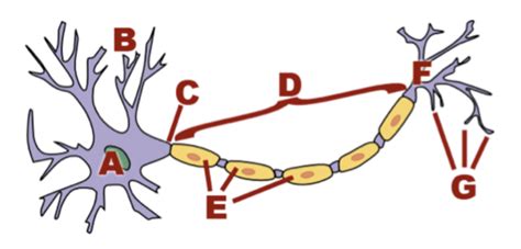 Psyc Neuron Diagram Diagram Quizlet