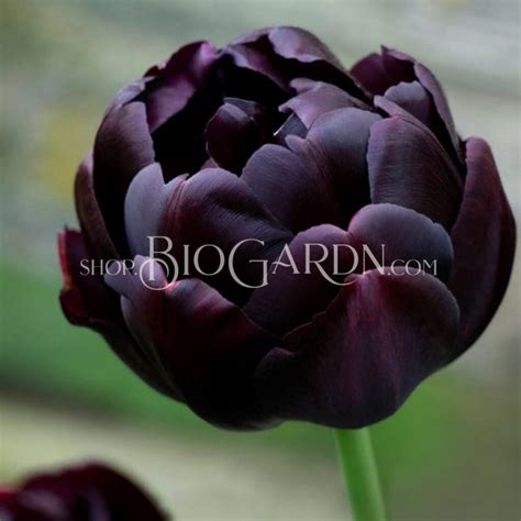 Лале Черен Герой Tulip Black Hero – Биогардн Магазин за Вашата Градина