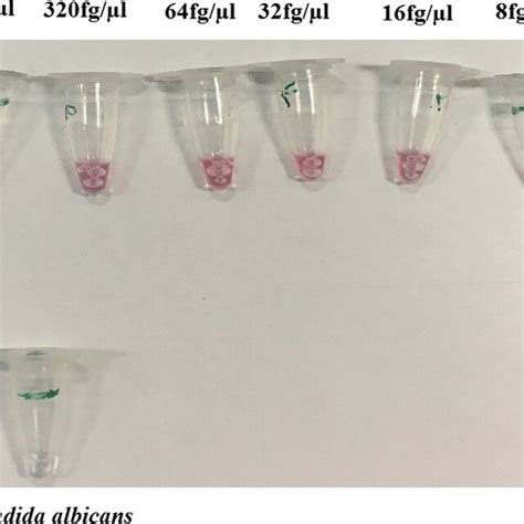 Determining The Threshold Of Detection Using The Pcr Based Download Scientific Diagram