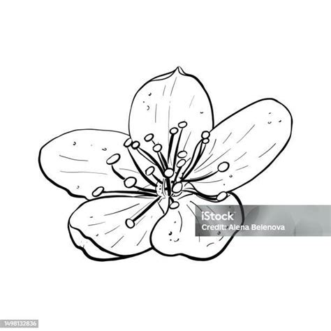 벚꽃 벚꽃 사과 매화 야생 벚꽃 매화 새 벚꽃의 벡터 그림 꽃잎의 검은 윤곽 그래픽 그림 엽서 디자인 및 구성 장식 지문 포스터 스티커 기념품 문신 우표 Artistic