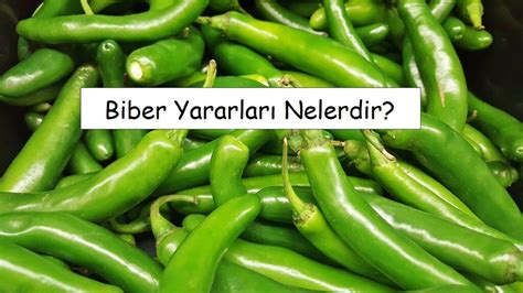 Biber Yararları Nelerdir Gelecekten Net
