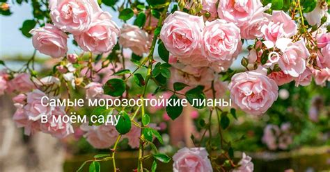 Самые морозостойкие лианы в моём саду. Плетистые розы, клематис ...