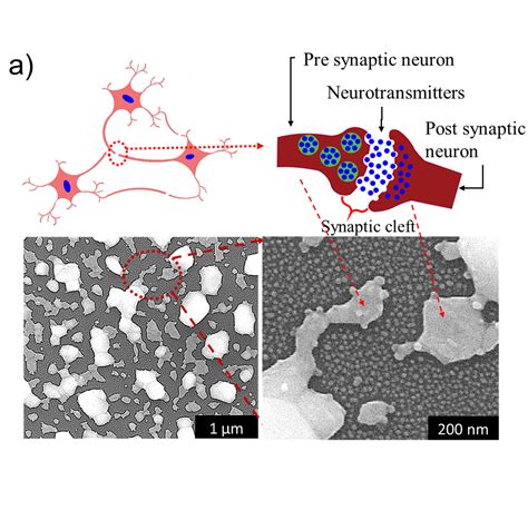 on synapse intelligence emulated in self formed artificial synaptic