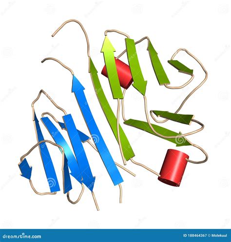 T Cell Activation Diagram T Lymphpcytes Helper T Cell And Cytotoxic T Cell Vector Illustration
