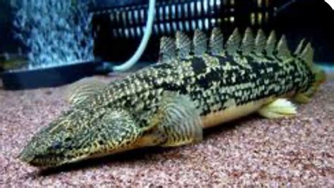 Ornate Bichir Polypterus Ornatipinnis Danbury Aquarium